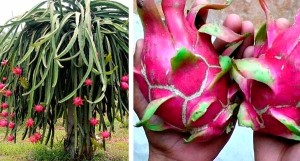 Diferencias entre Pitaya y Pitahaya - Zona Guadalajara